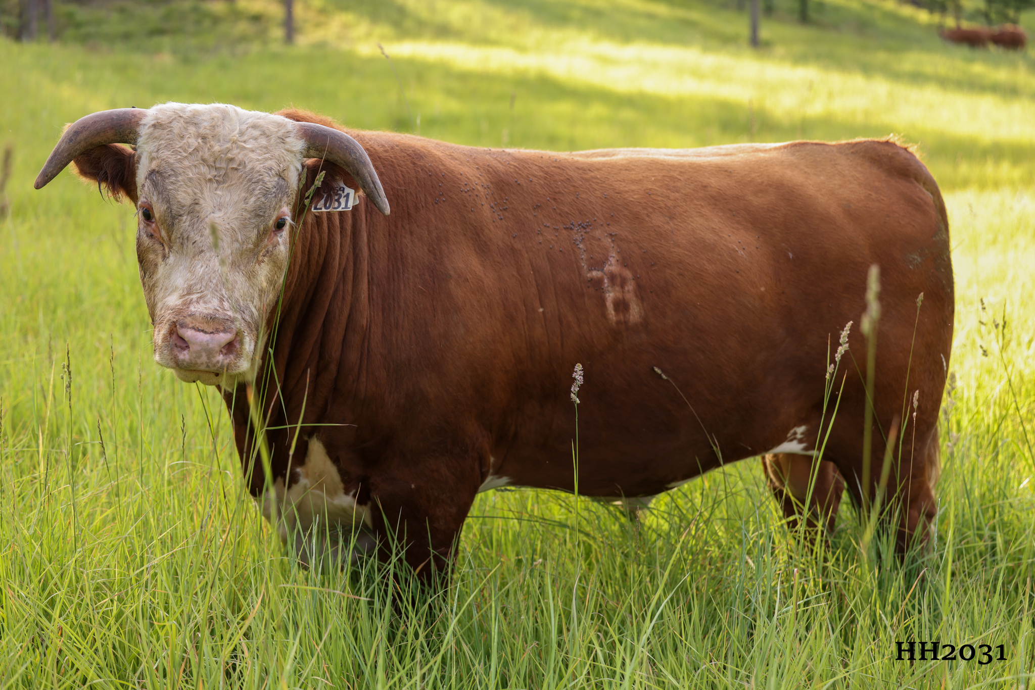 DoubleBit Herefords – Double Bit Herefords